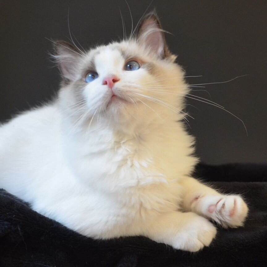 Самый ручной котенок регдолл