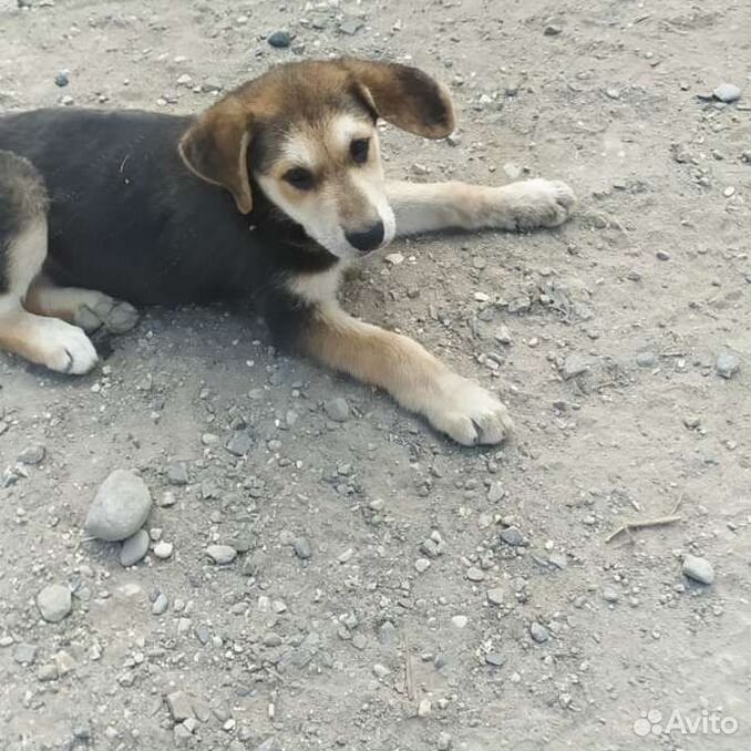 Шикарный щенок хочет домой