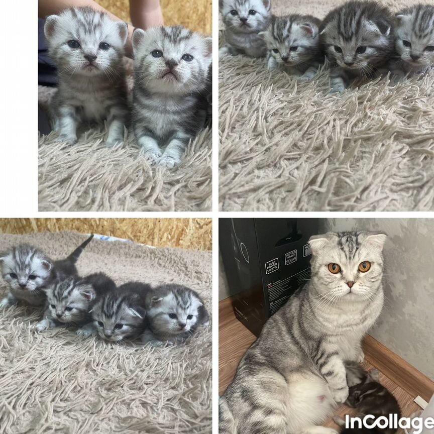 Шотландские вислоухие котята