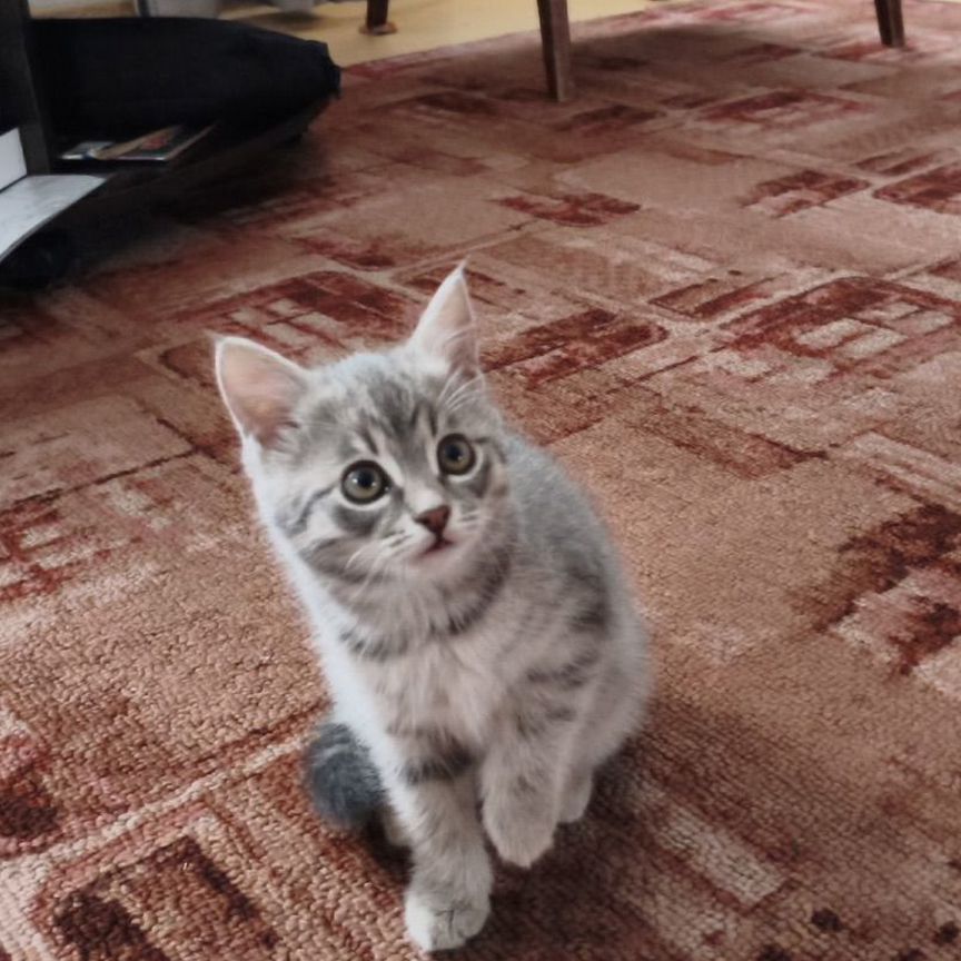 Котёнок в добрые руки