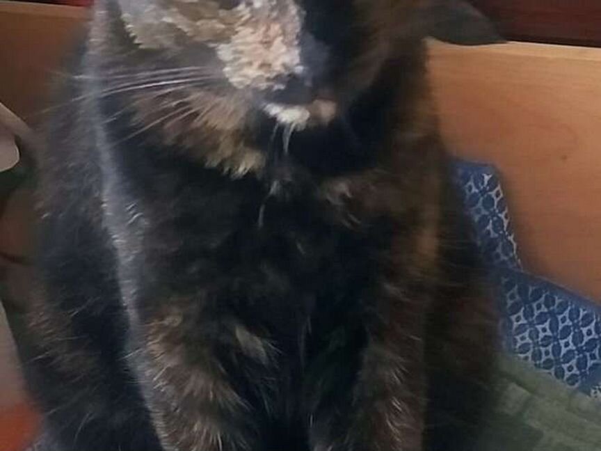 Кошка