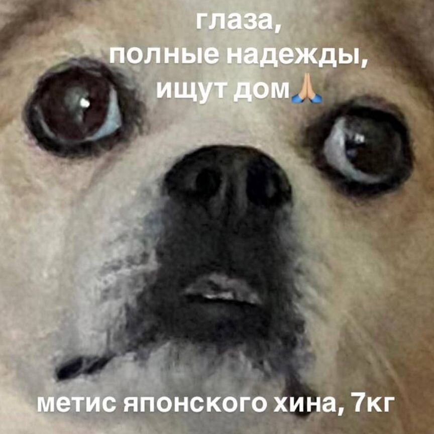Взрослый пёс в добрые руки
