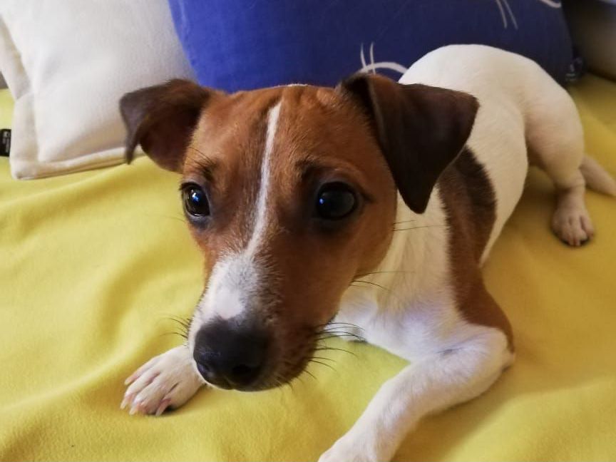 Ищем хозяев для собачки