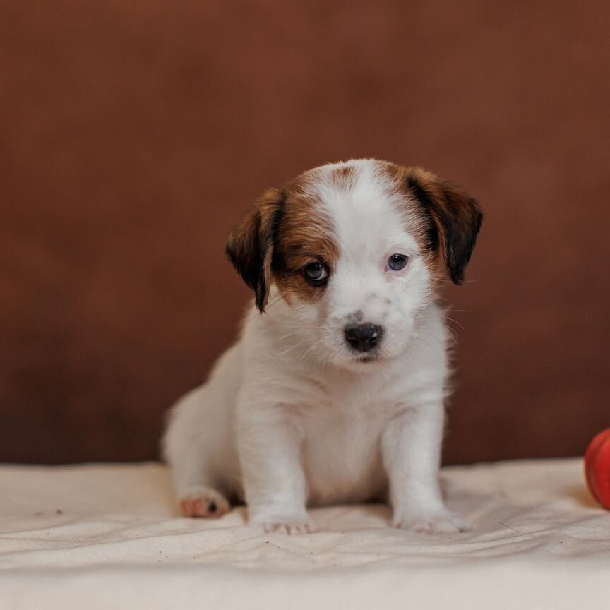 Щенки джек рассел терьер жесткошерстный