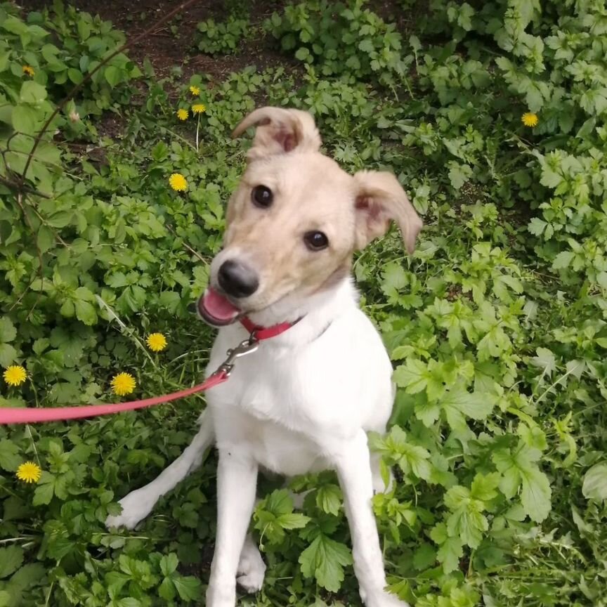 Милочка, 6 месяцев, в добрые руки