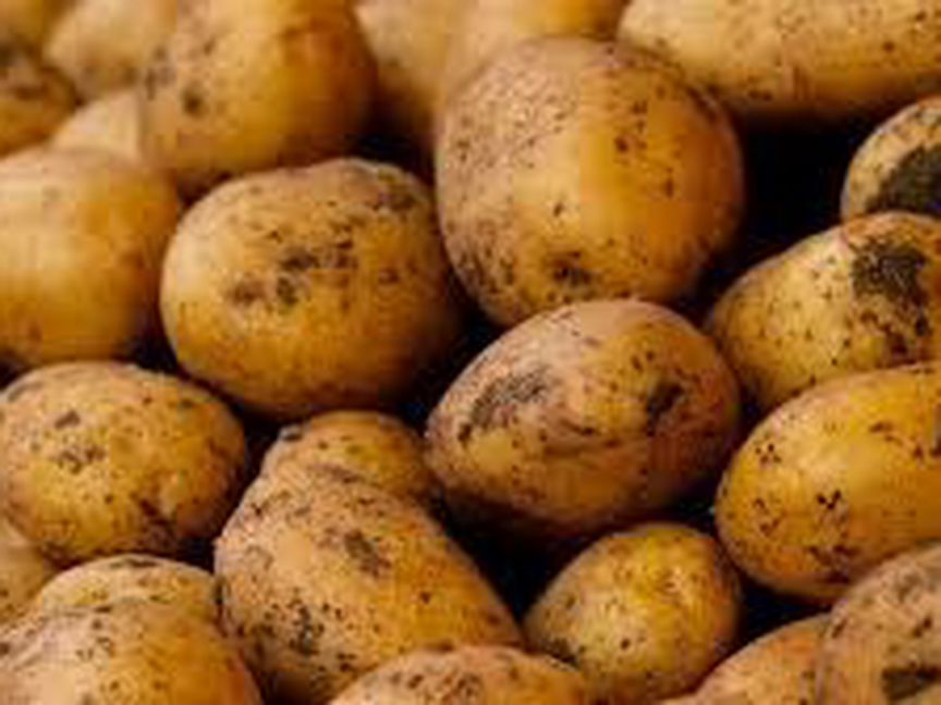 Картофель мелкий на корм