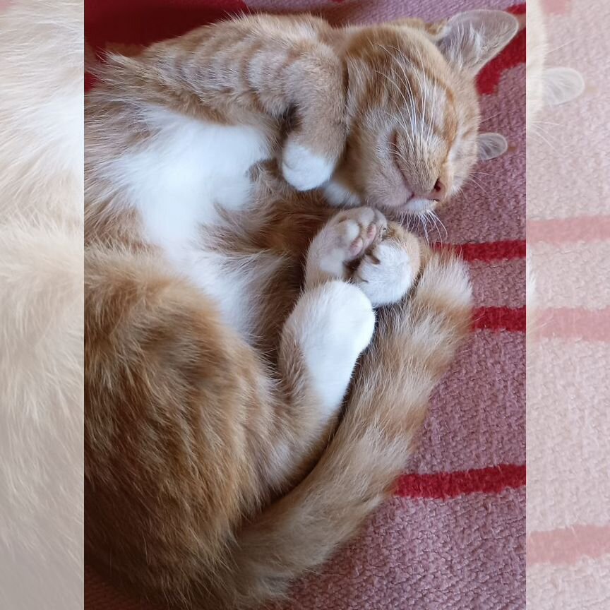 Ищет дом котик Барсик, 4,5 месяца
