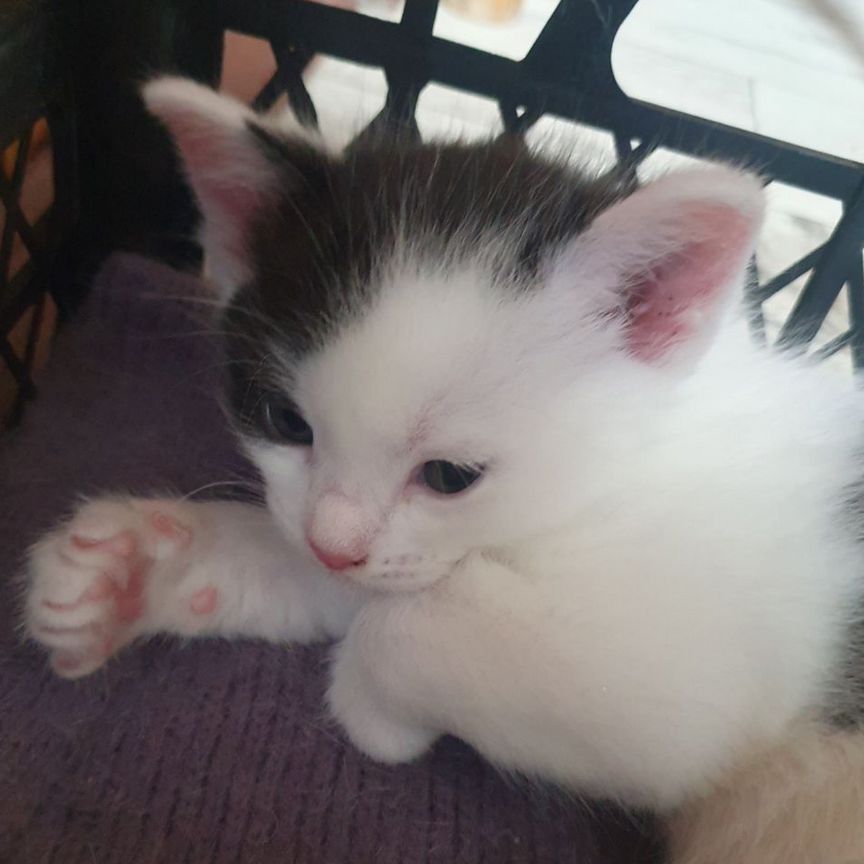 Котёнок в добрые руки