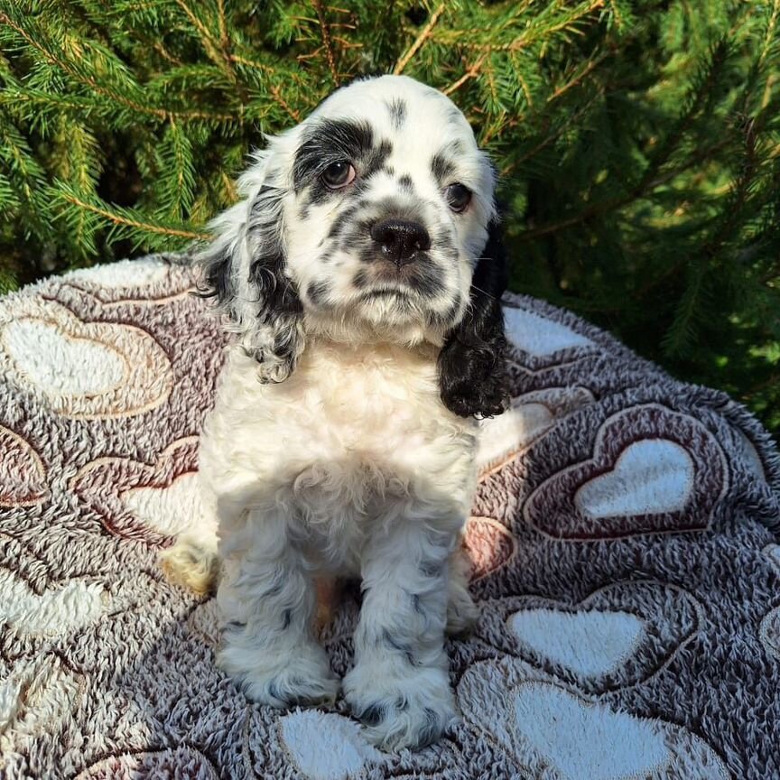 Щенки американского кокер спаниеля