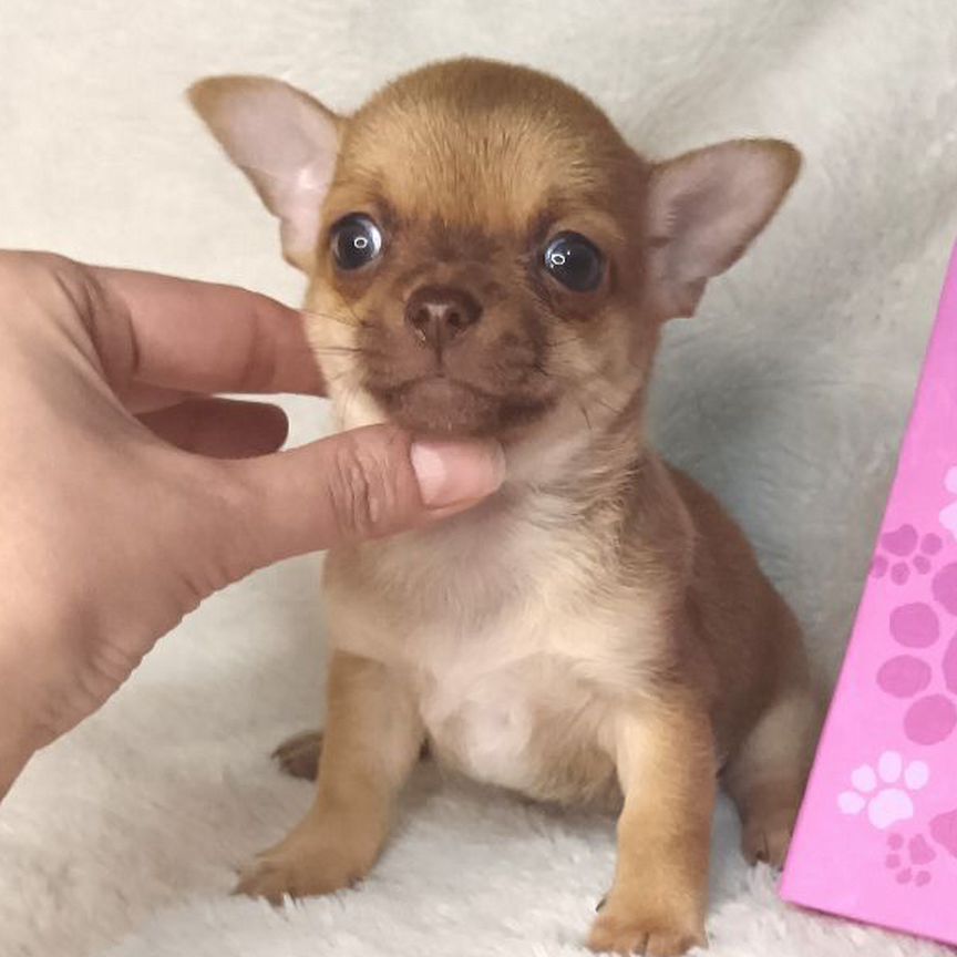 Чихуахуа, щенок
