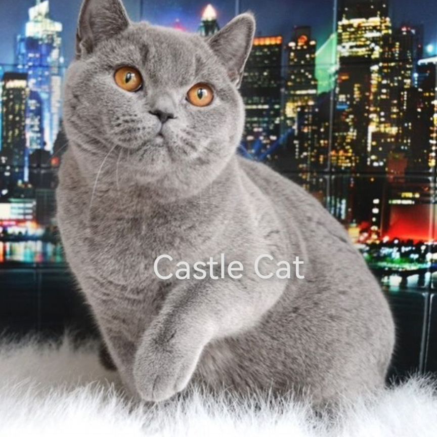 Британский котик