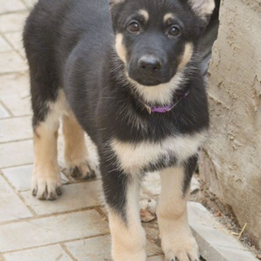 Восточно европейская овчарка