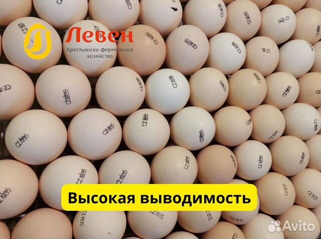 Инкубационное яйцо бройлера Кобб 500 и Росс 308