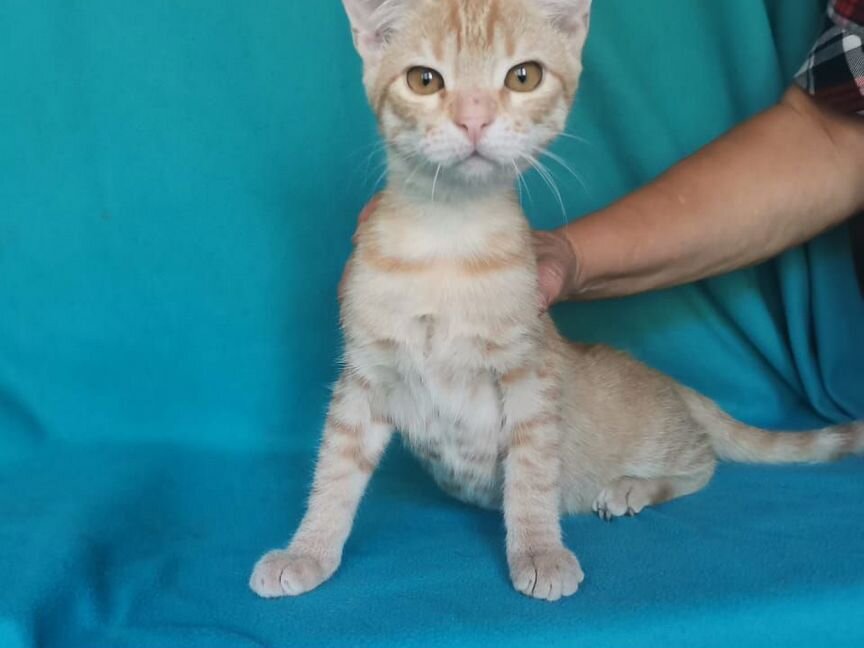 Персику нужен дом