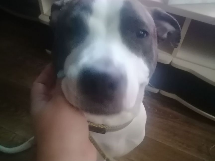 Помесь аст и аптб