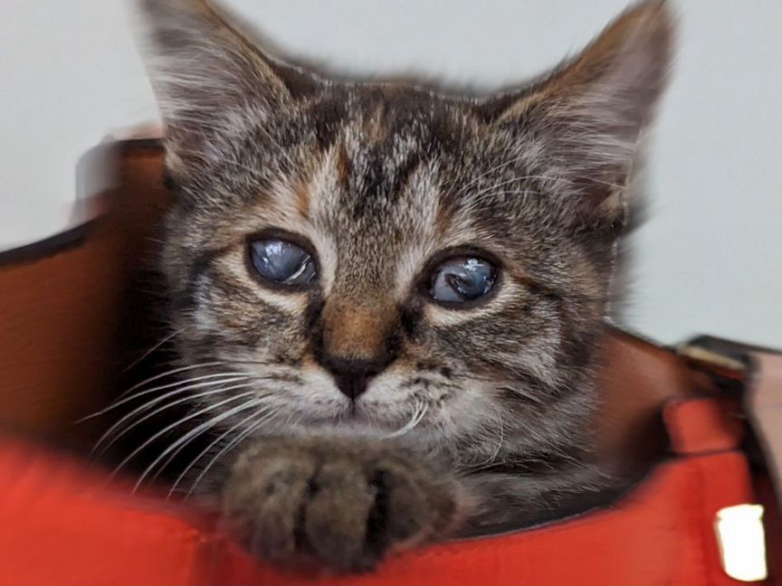 Кошка
