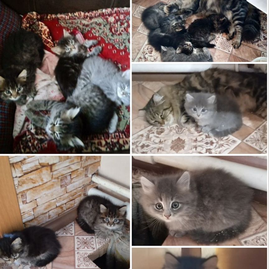 Котята отдам в добрые руки бесплатно