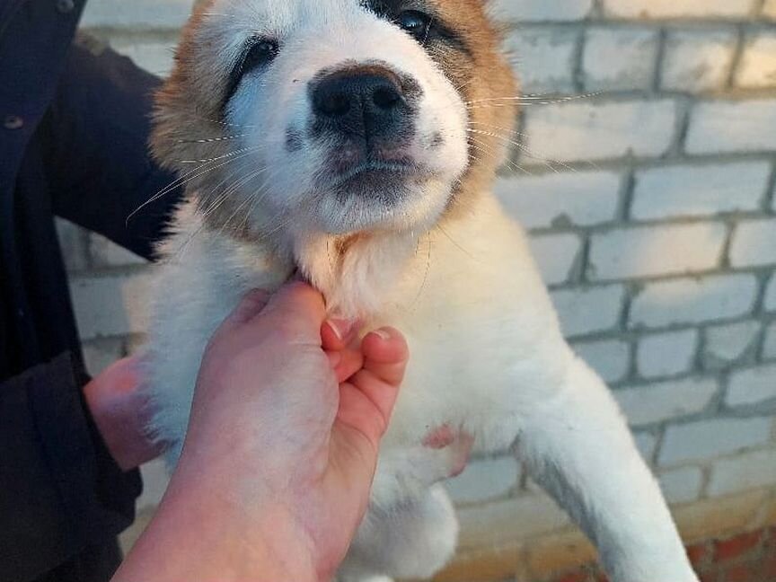 Среднеазиатская овчарка