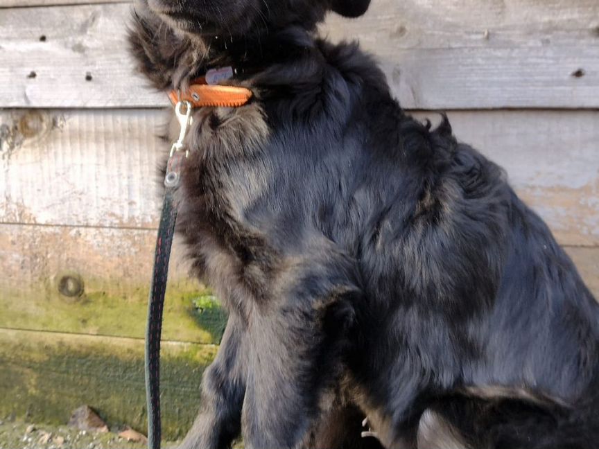 Щенки в добрые руки