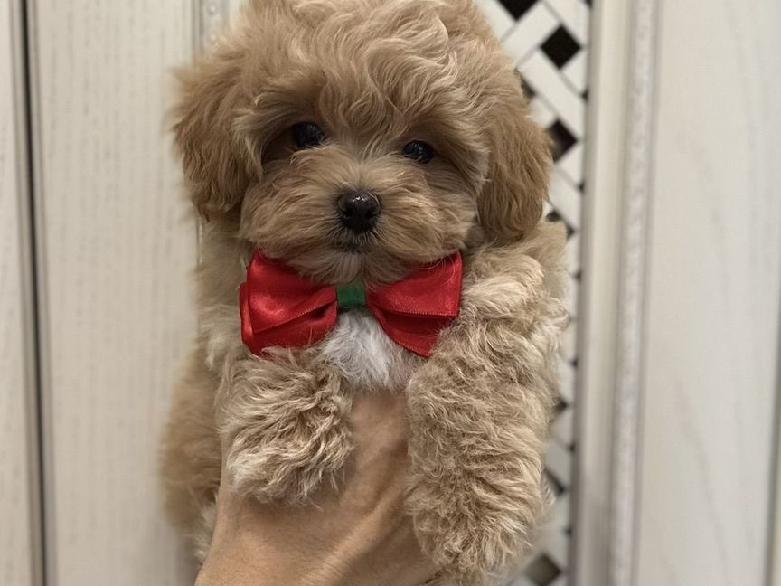 Щенки мальтипу f1 мини