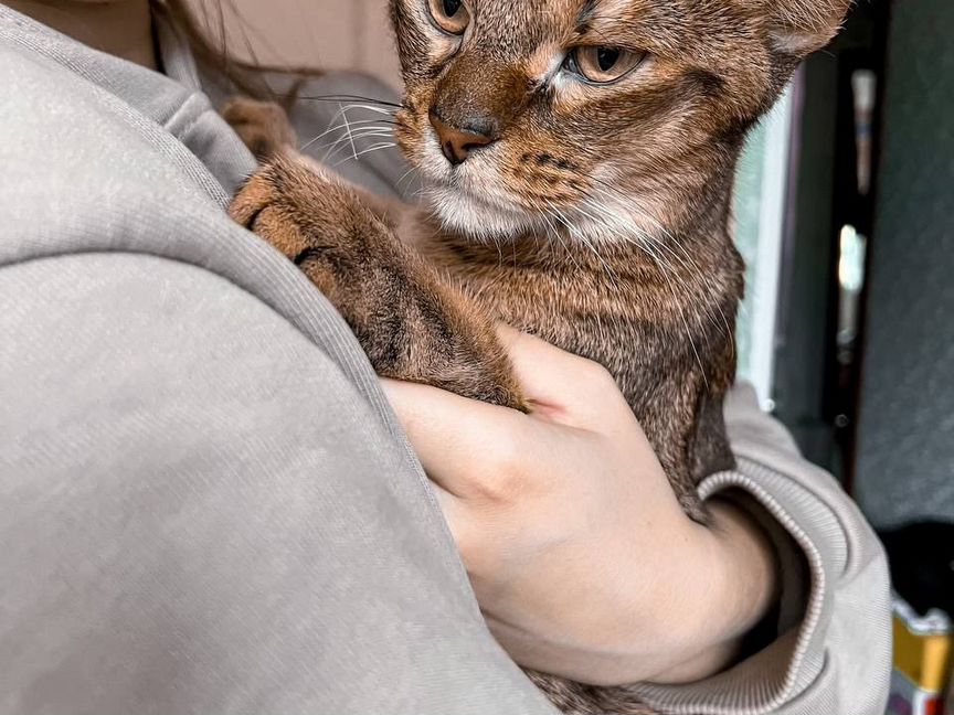 Абиссинская кошка