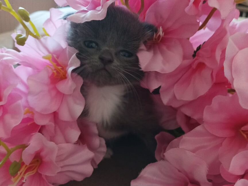 Милые котята