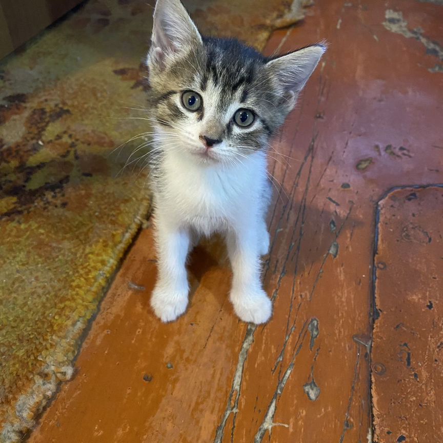 Котята в добрые руки даром