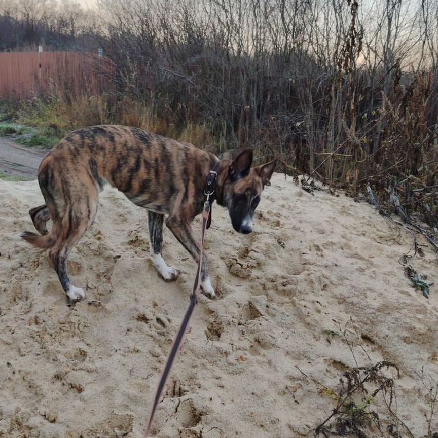 Русская псовая борзая, щенок