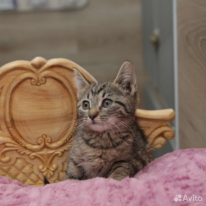 Котенок мальчик 2,5мес