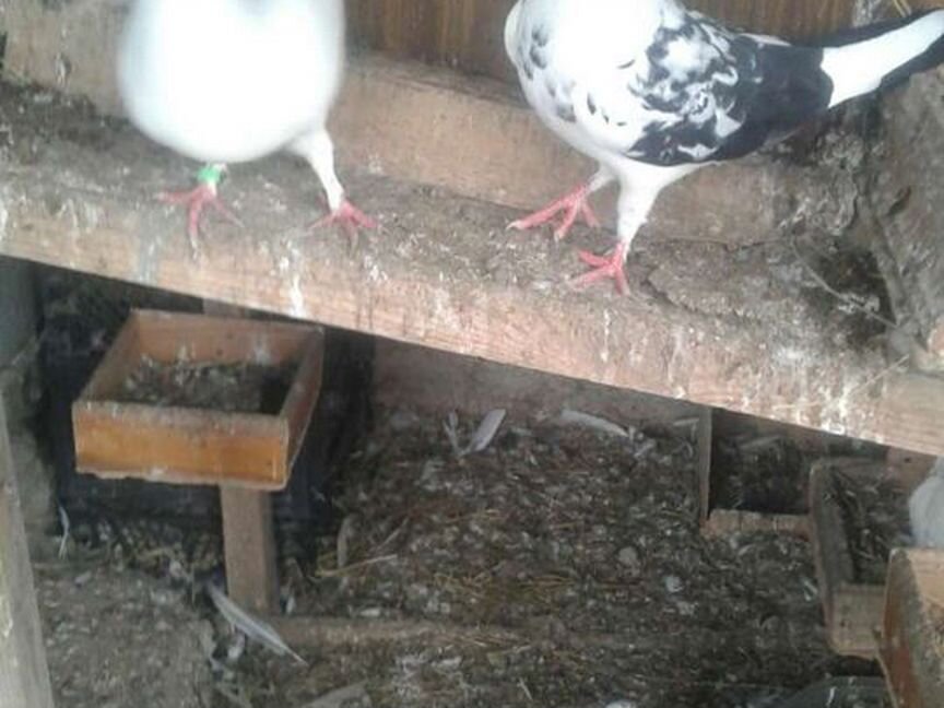 Голуби на свадьбу