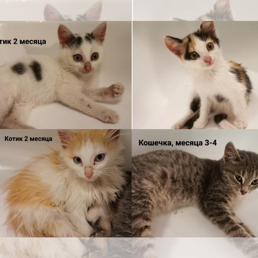 Котёнок в добрые руки