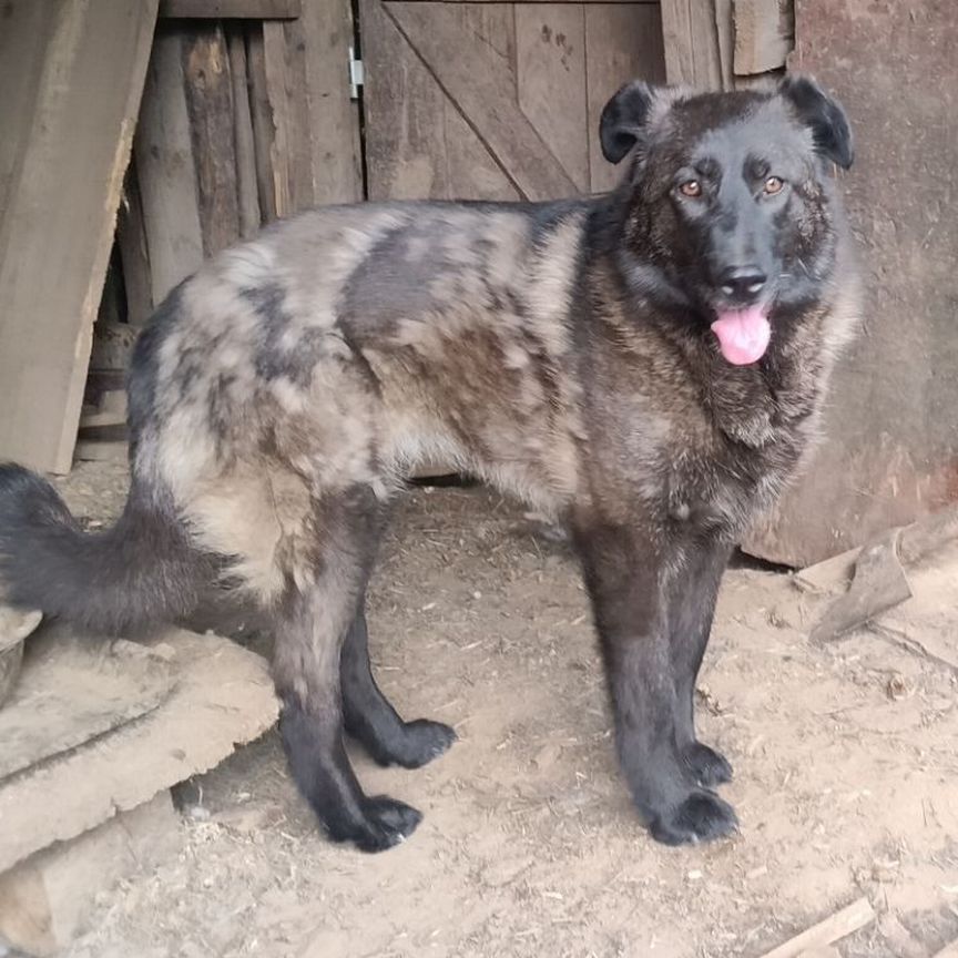 Взрослая собака в добрые руки