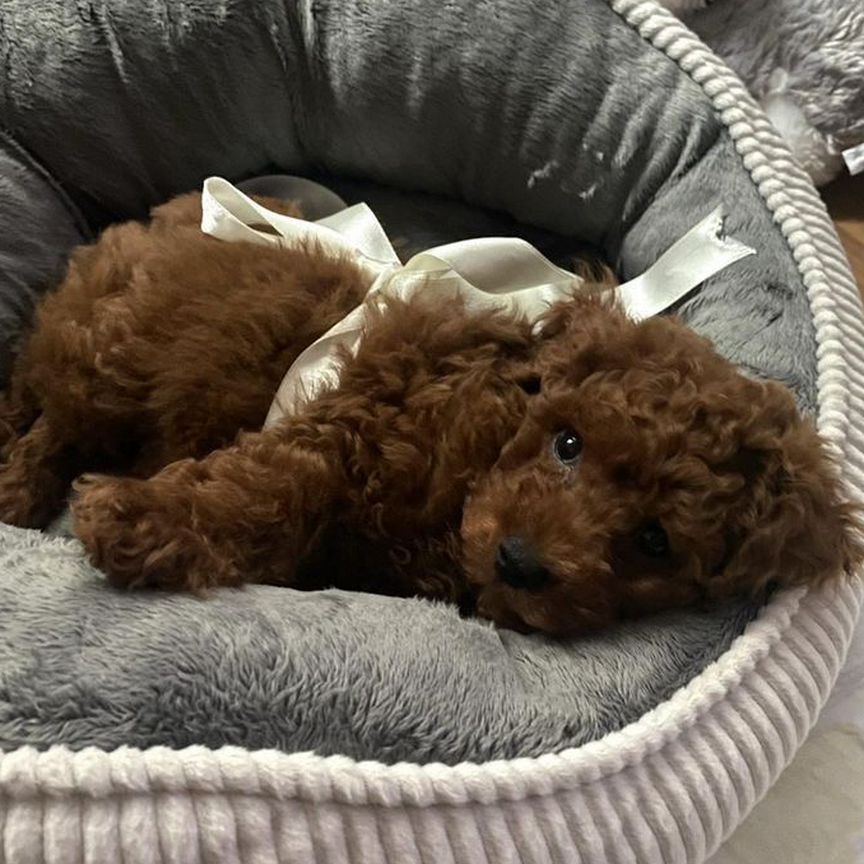 Той-пудель, щенок