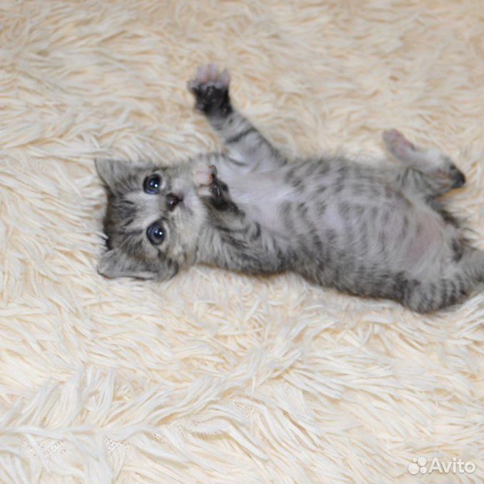 Кошка Сардинка ищет дом
