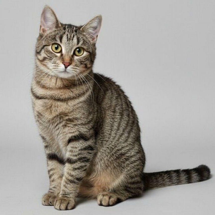 Взрослая, кошка в добрые руки