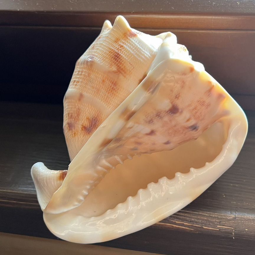 Черноморская рапана, ракушка морская