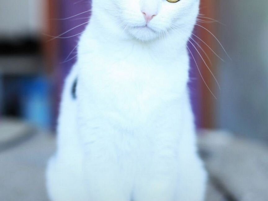 Кошки в добрые руки