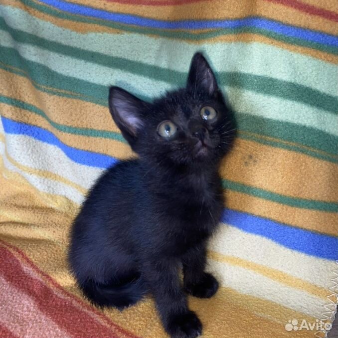 Малышка-черная красавица