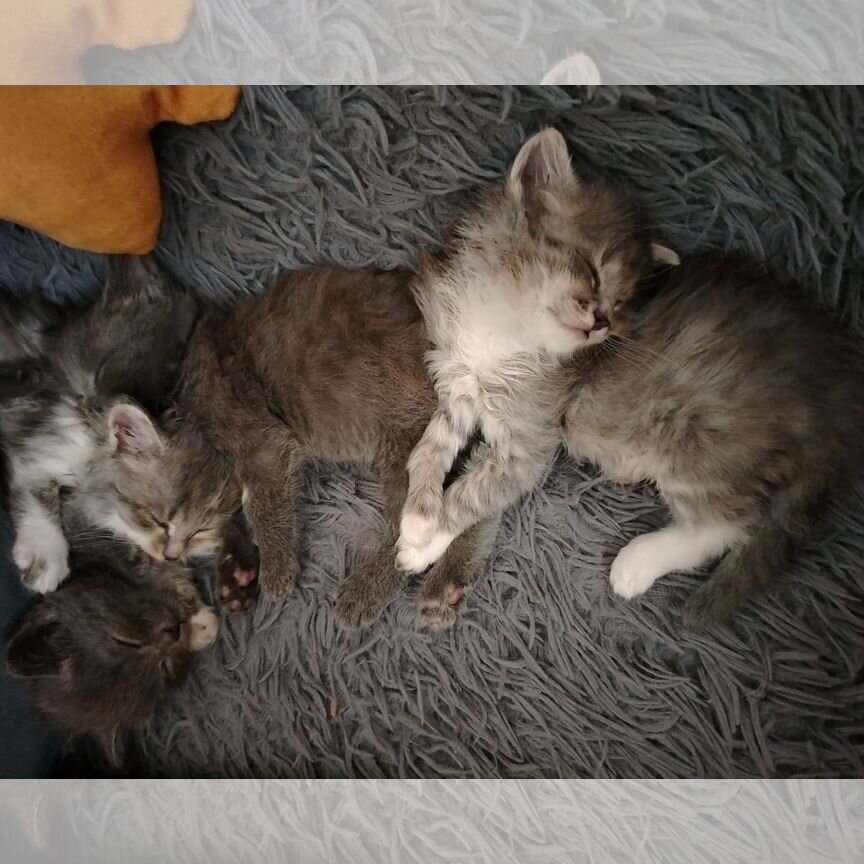 Котята в добрые руки