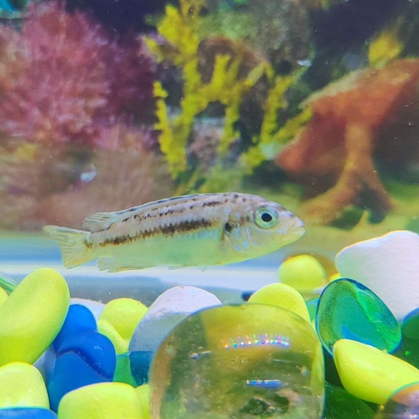 Меланохромис ауратус 2шт