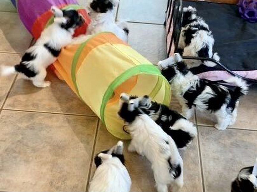 Бивер очень красивые щенки