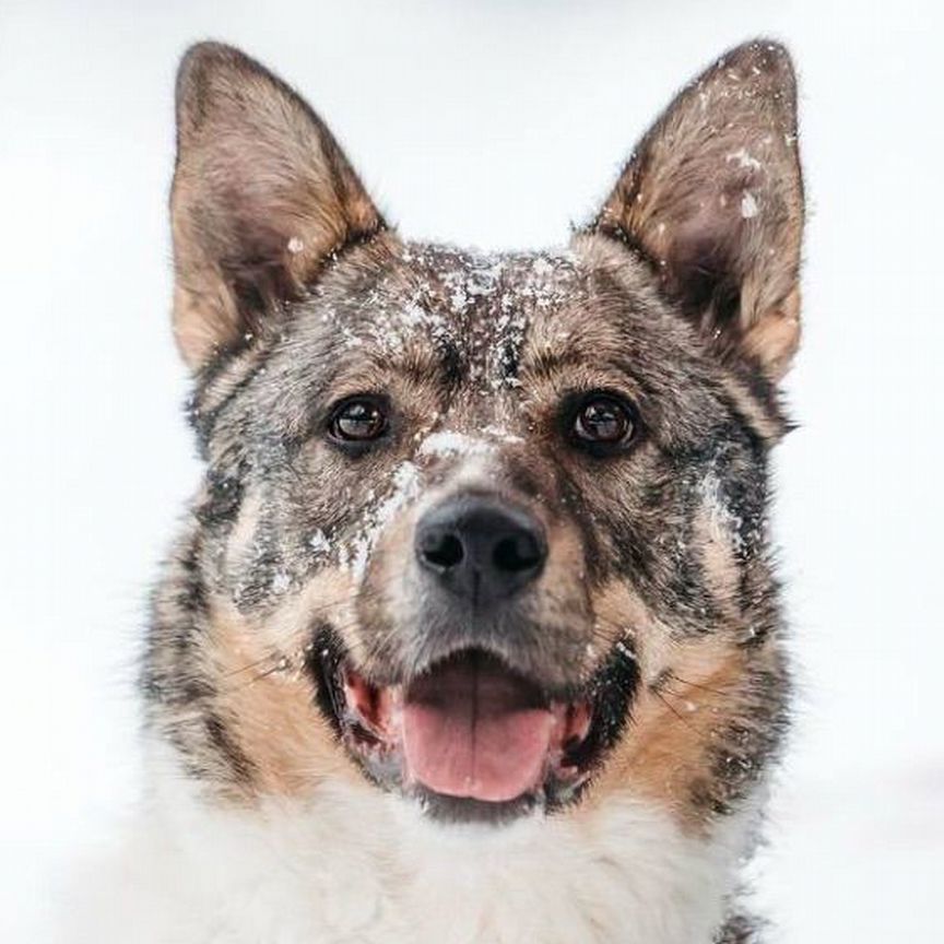 Взрослая собака в добрые руки
