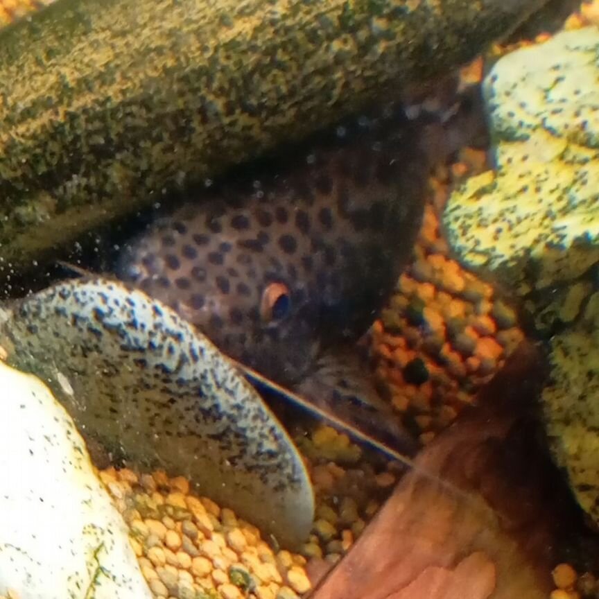 Сомик синодонтис взрослый