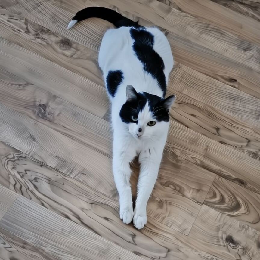 Взрослый кот в добрые руки