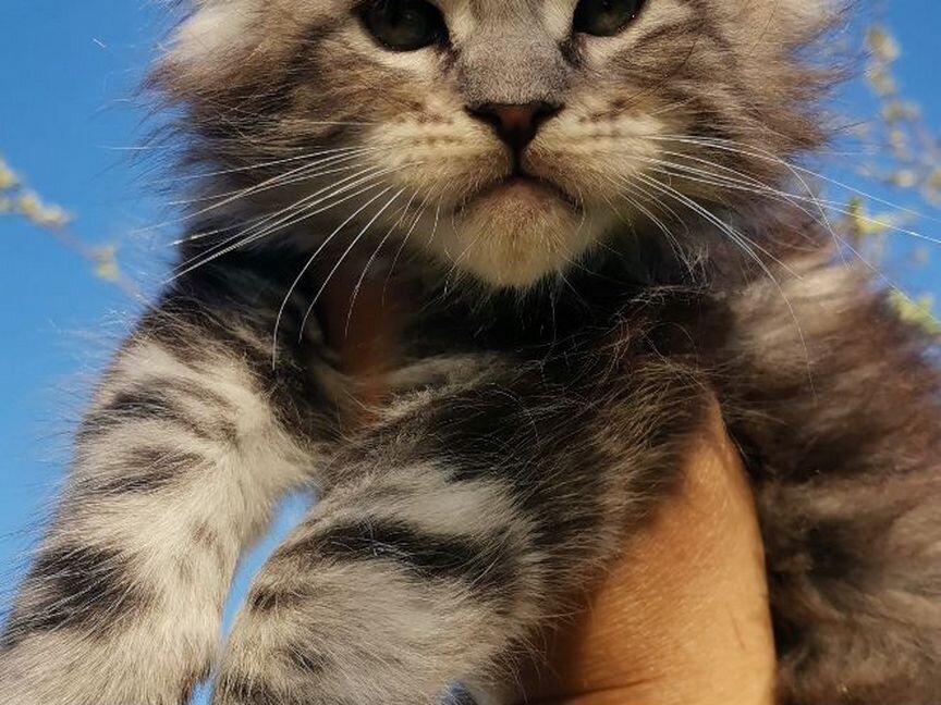 Котята мейн-кун