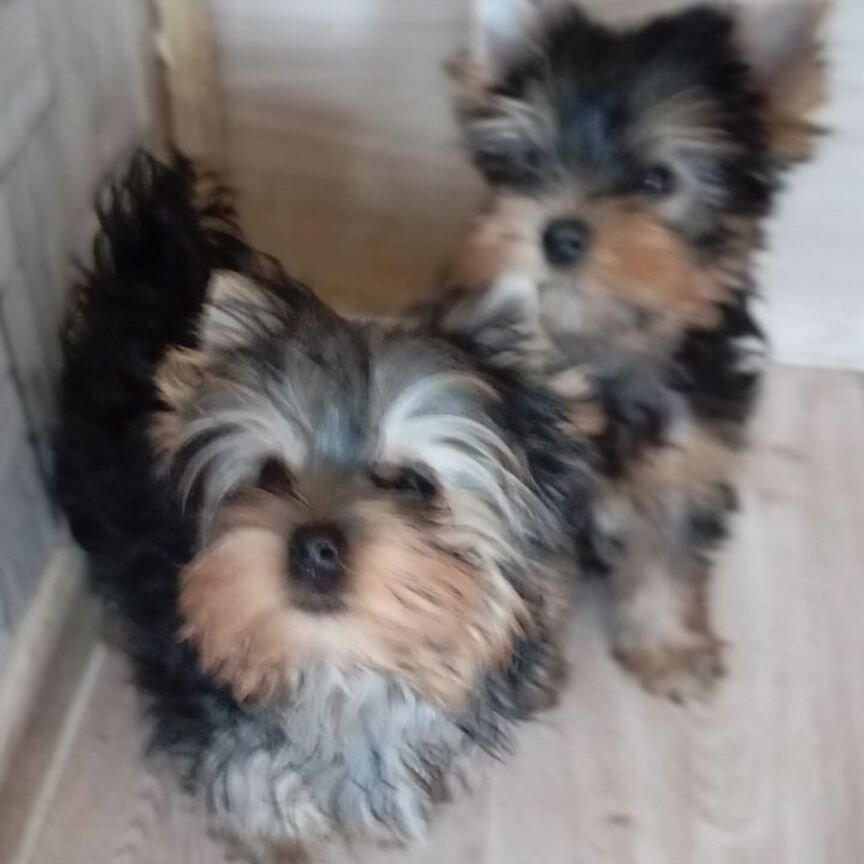 Йоркширский терьер, щенок