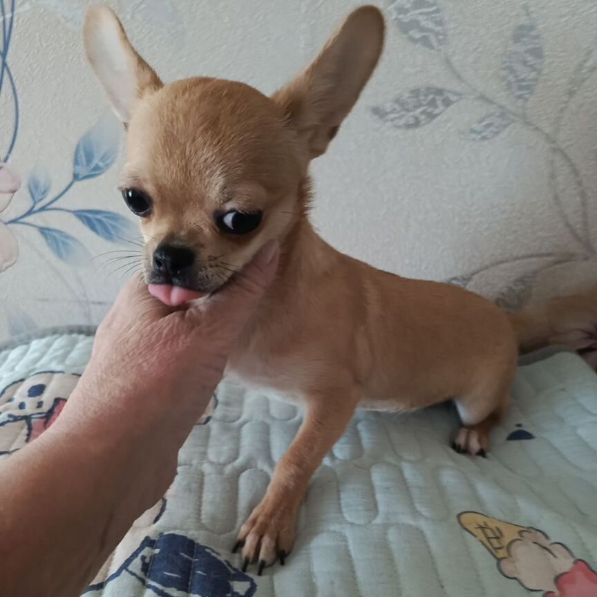 Чихуахуа, щенок