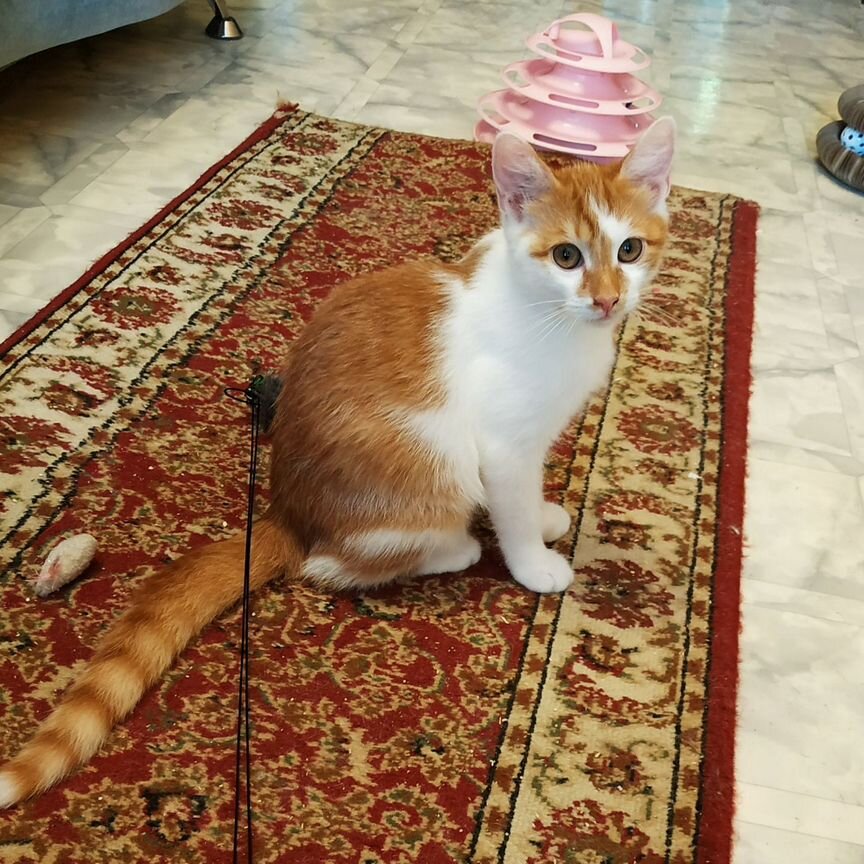 Котенок Тоша
