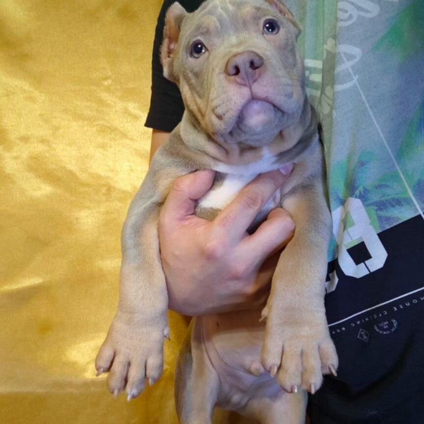 Американский булли покет