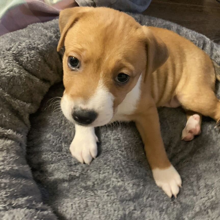 Стаффордширский терьер, девочка